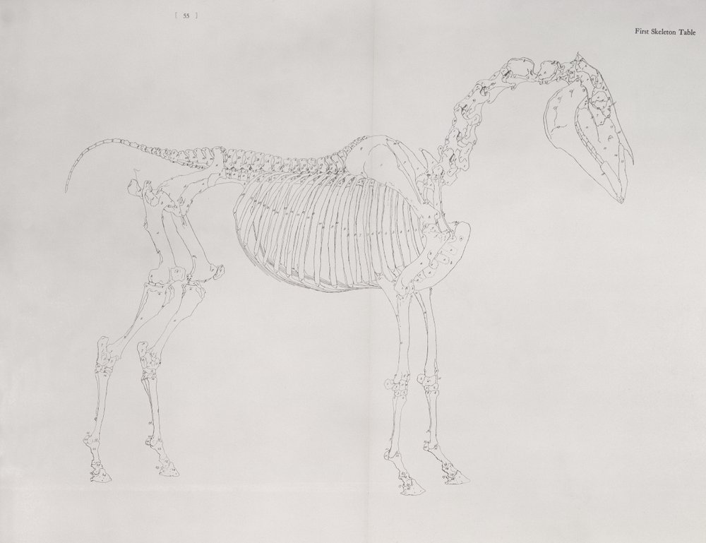 First Skeleton Table, from 'The Anatomy of the Horse'