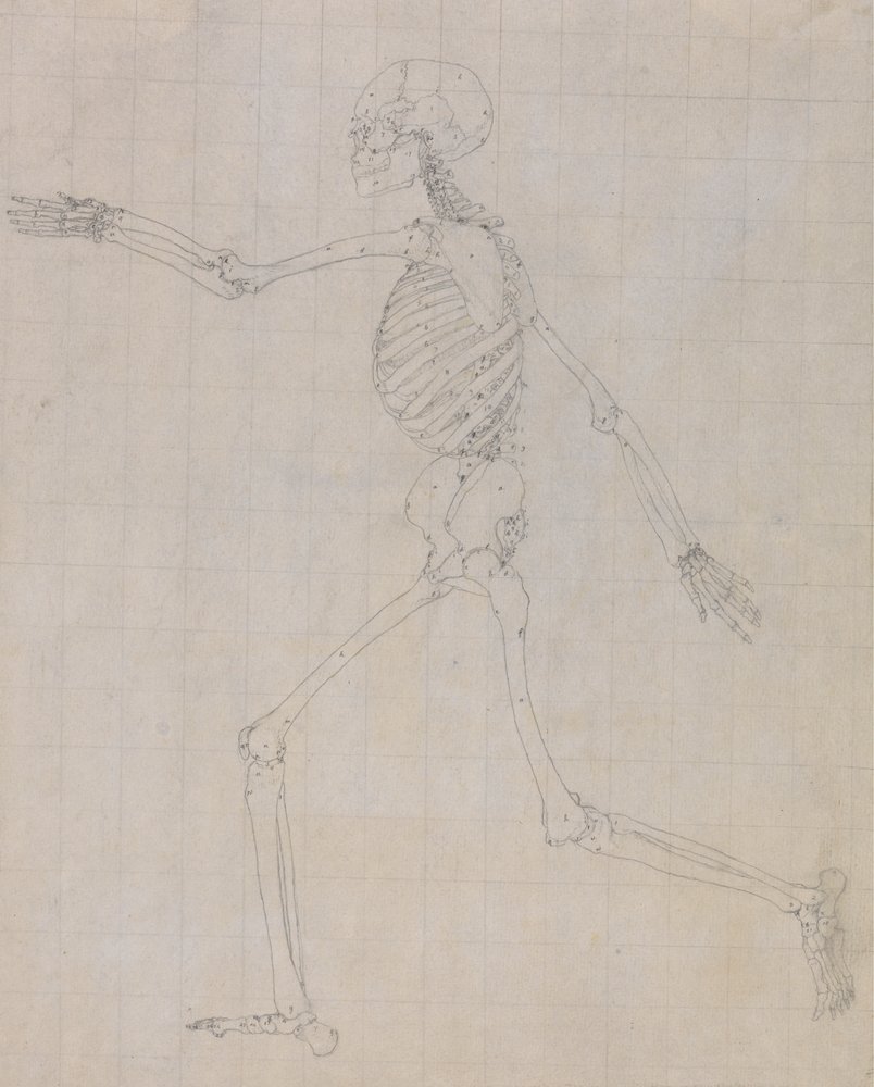 Human Skeleton, Lateral View (Outline of the skeleton for the key ...