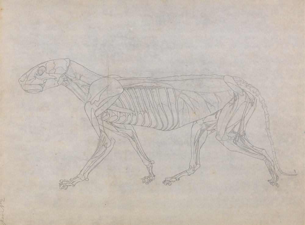 Study of a Tiger, Lateral View, from A Comparative Anatomical ...