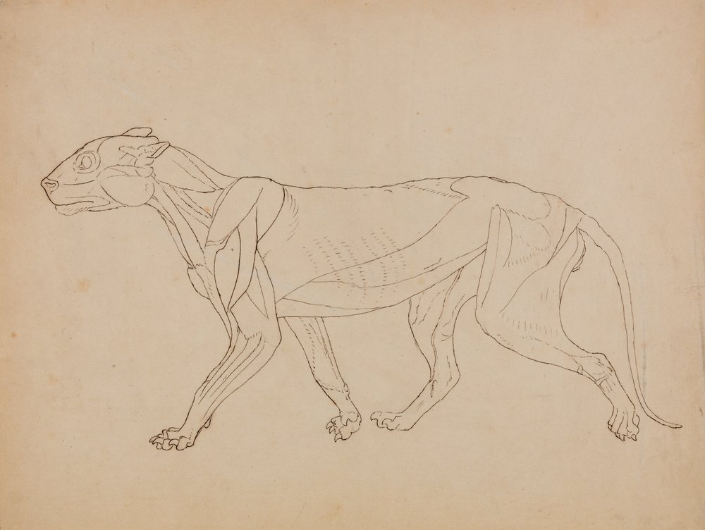 Study of a Tiger, Lateral View, from A Comparative Anatomical ...