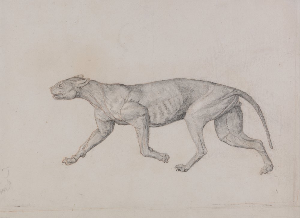 Study of a Tiger, Lateral View, from A Comparative Anatomical ...