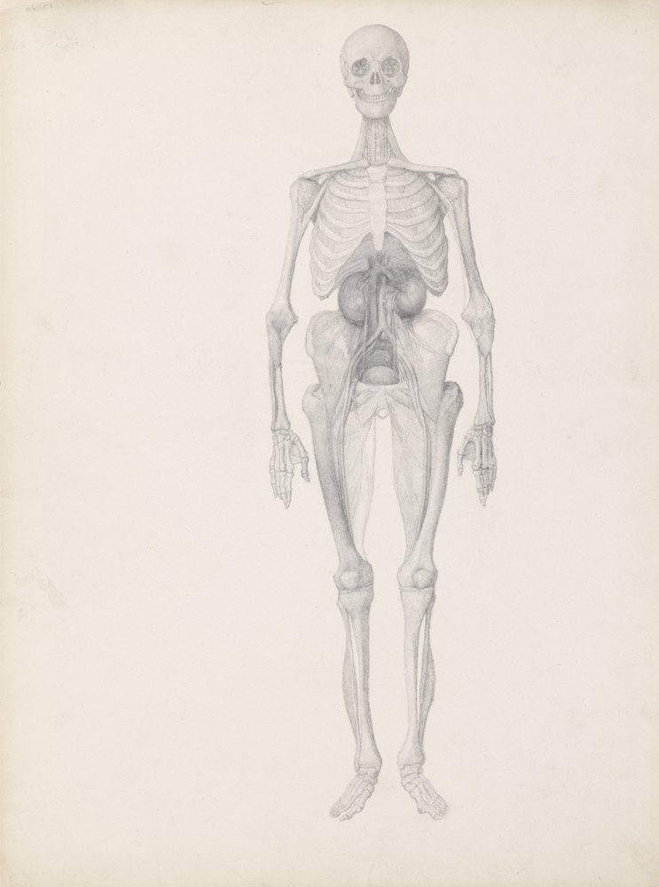 Study of the Human Figure, Anterior View, Final Stage of Dissection ...
