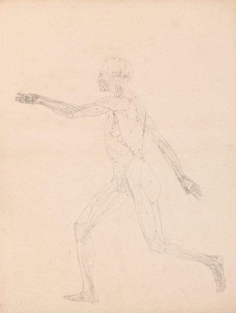 Study of the Human Figure, Lateral View, diagram for key to table XIII ...