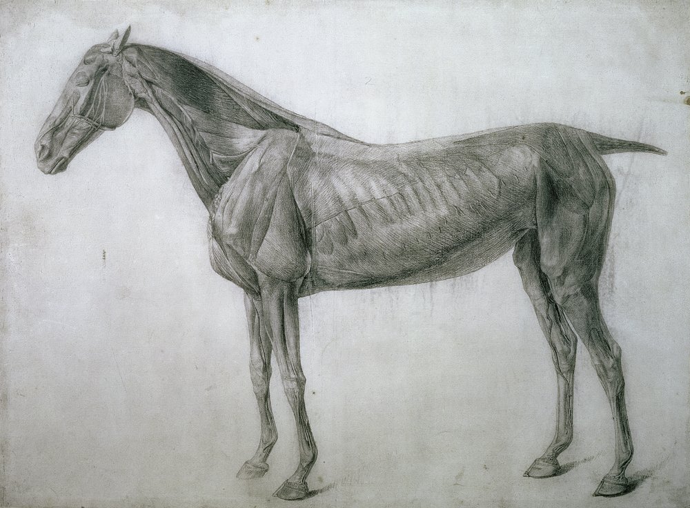 The Study of Muscles: Ecorche Drawing Seen from the Flank, from the ...