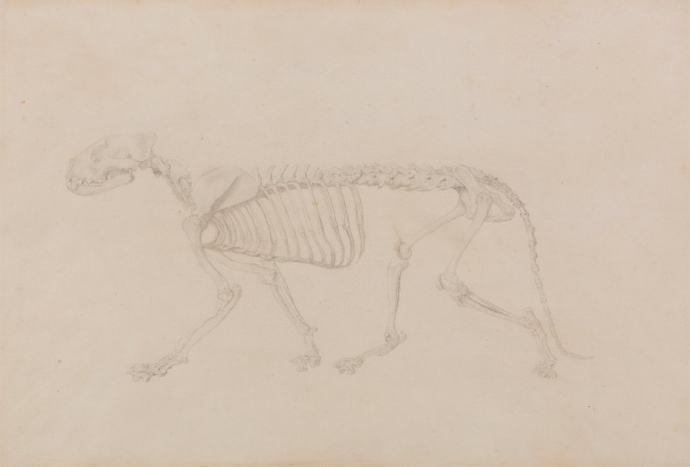 Tiger Skeleton, Lateral View by George Stubbs