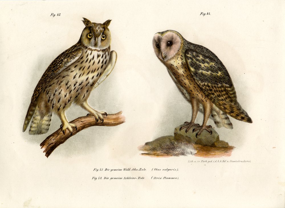 Horned Owl by German School: High-quality fine art print