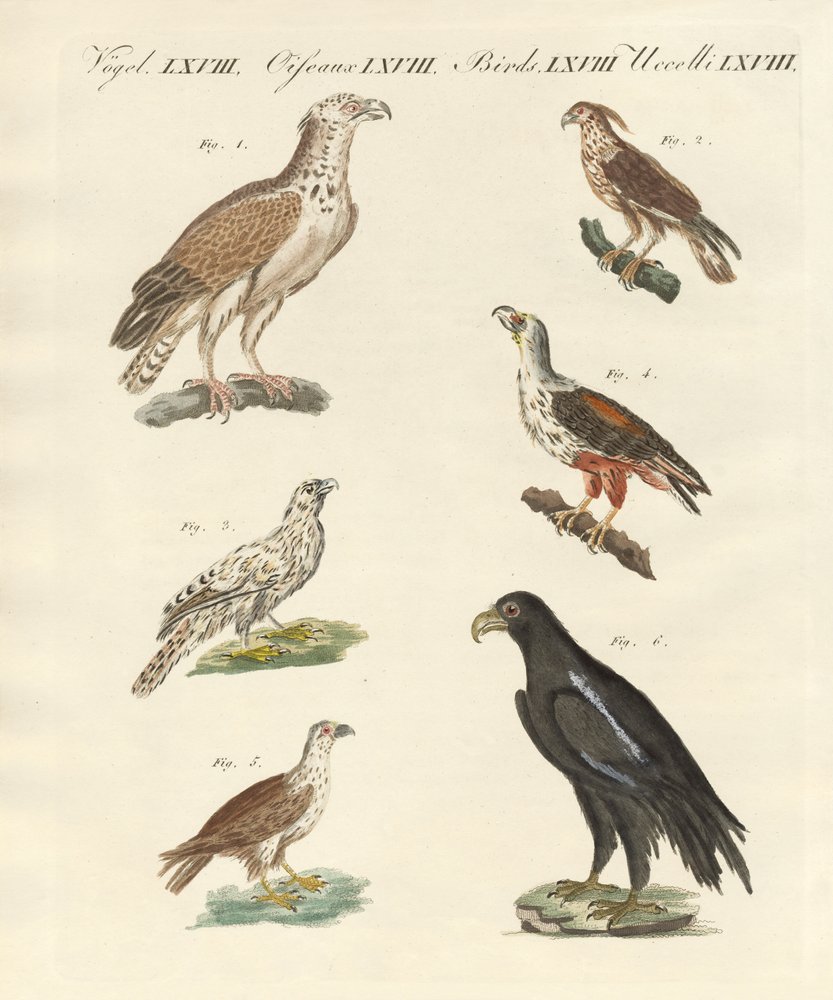 African birds by German School: Buy fine art print