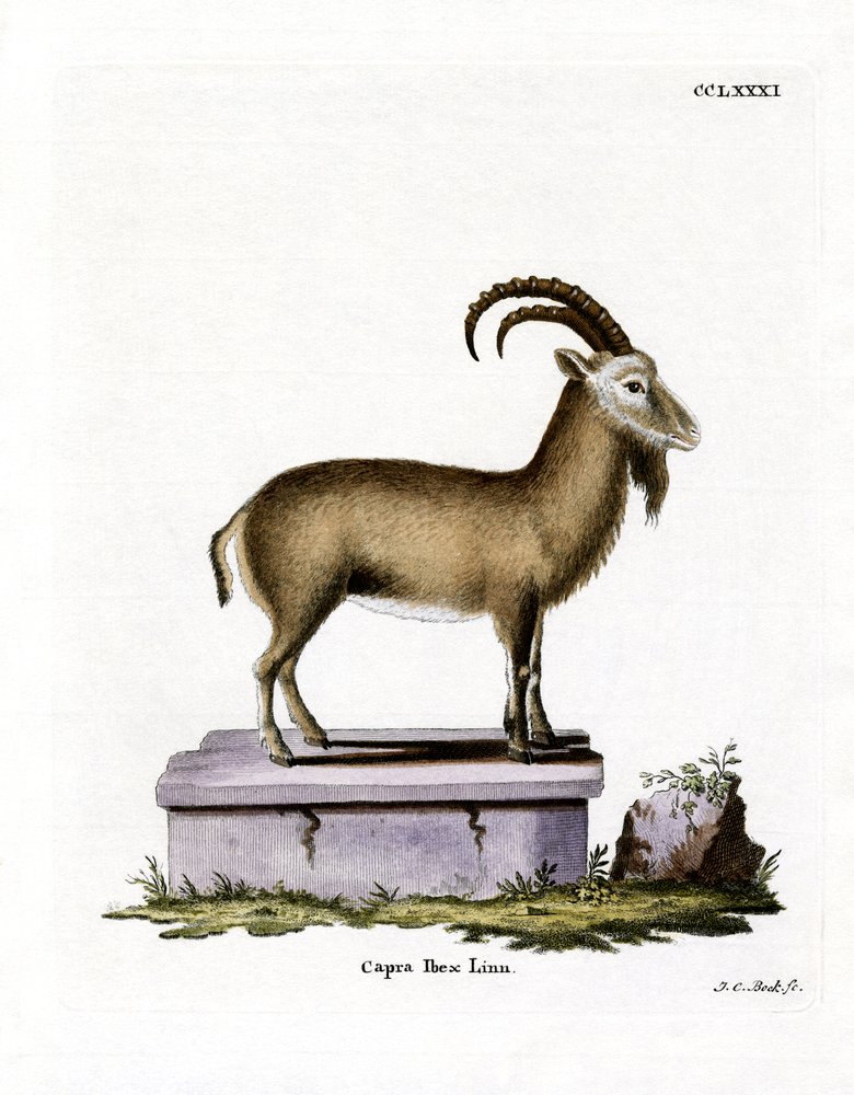 Alpine Ibex by German School: Buy fine art print