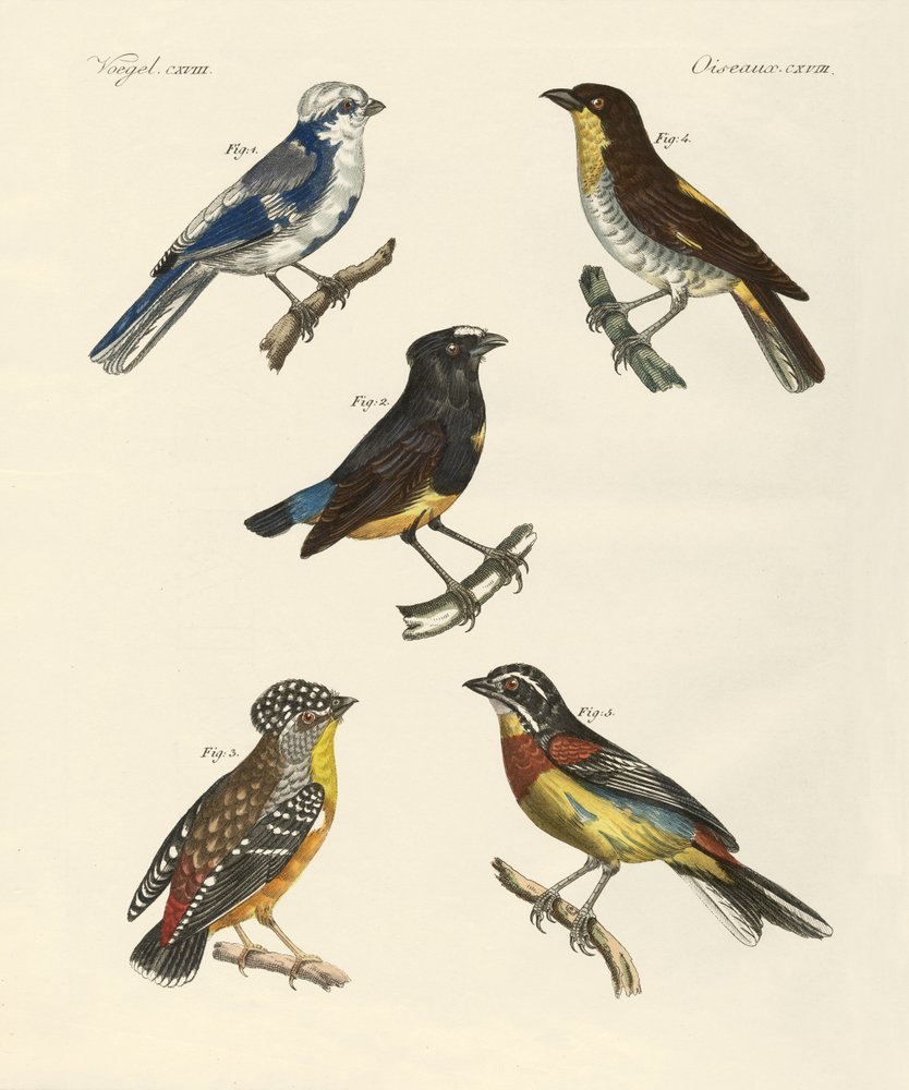 Beautiful foreign birds by German School: Fine art print