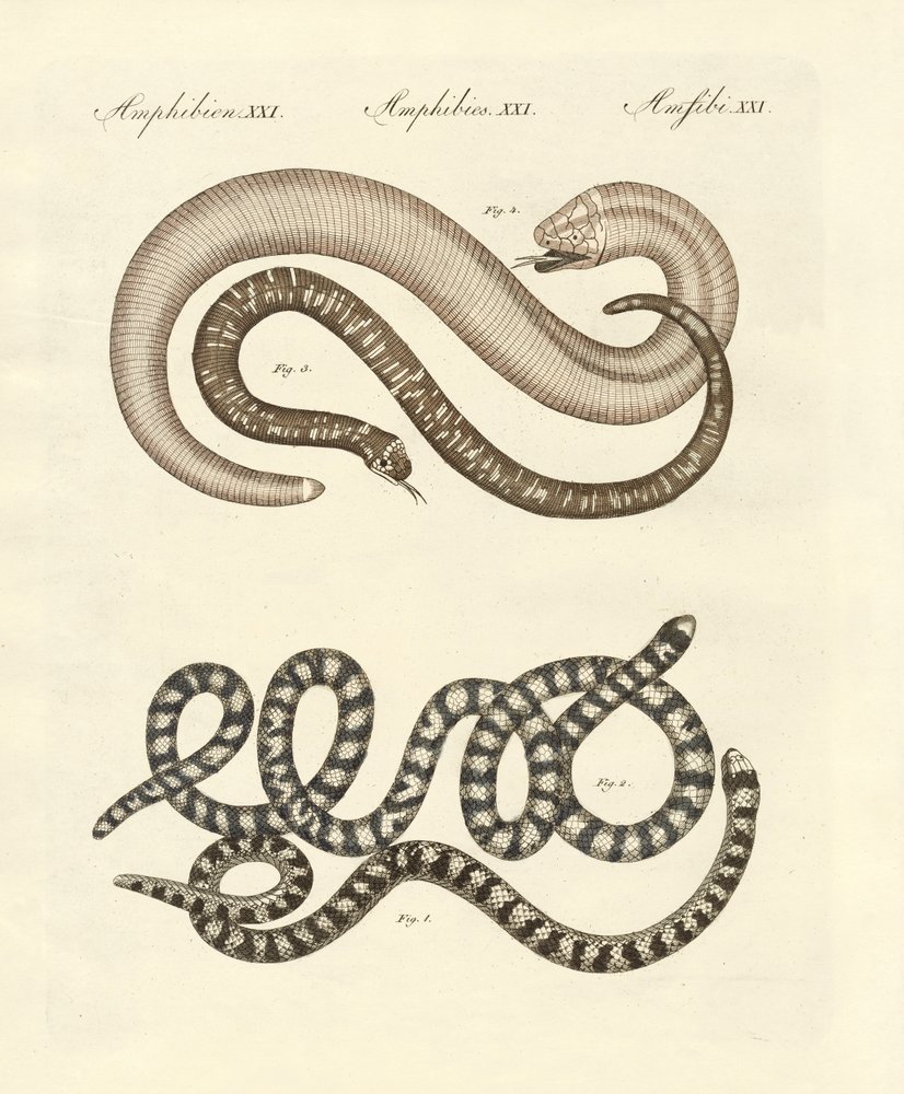 Different kinds of snake by German School: Fine art print