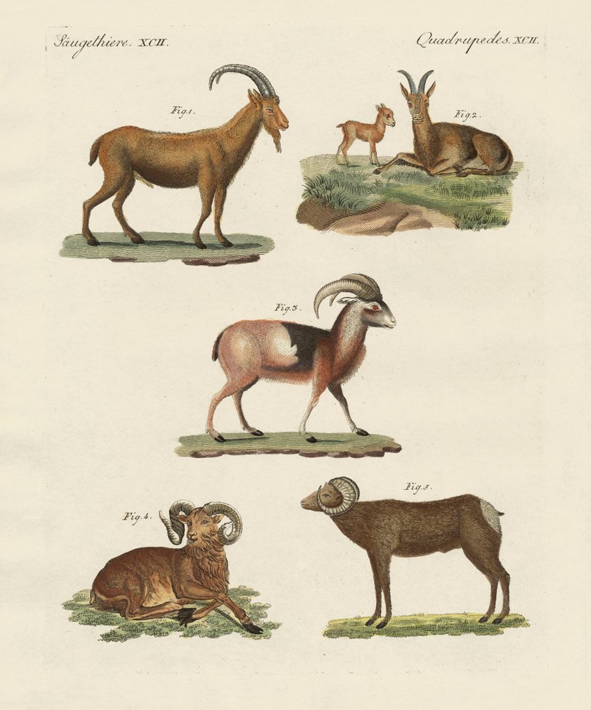 Four-Footed Animals by German School: Buy fine art print