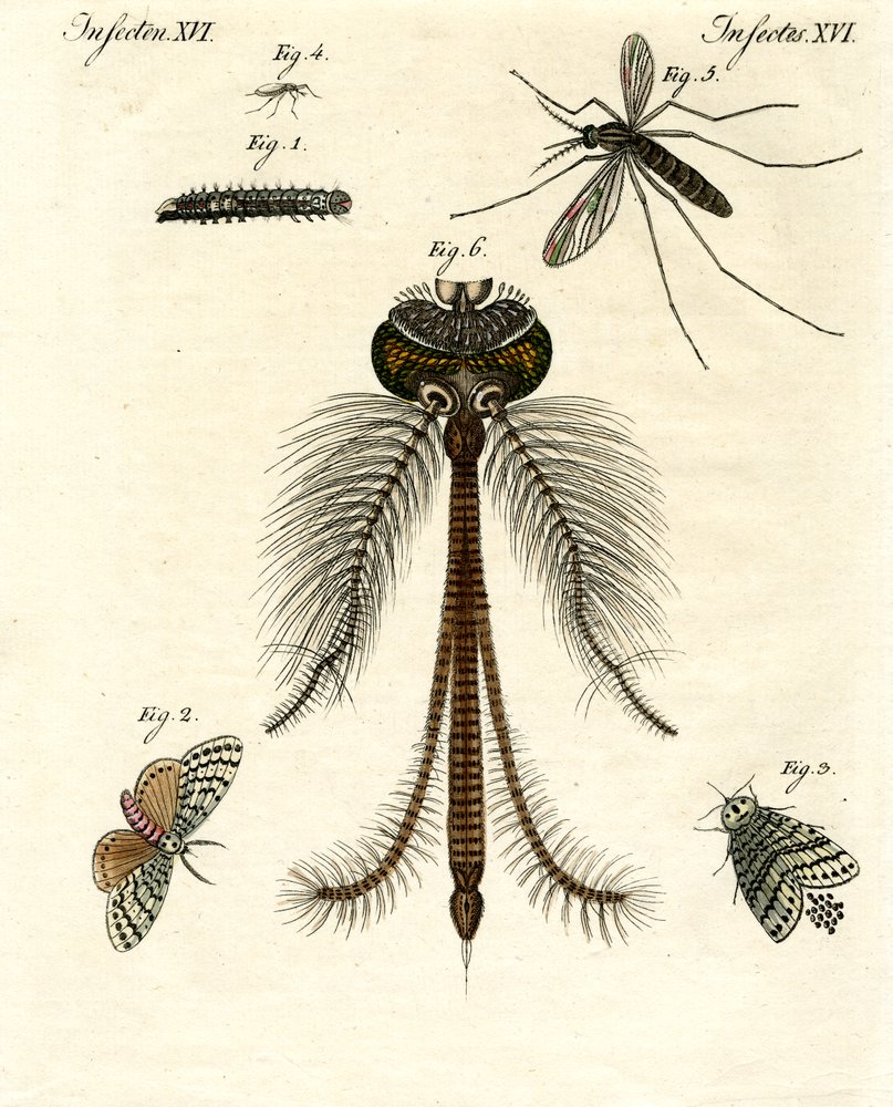 Harmful Insects by German School: Buy fine art print