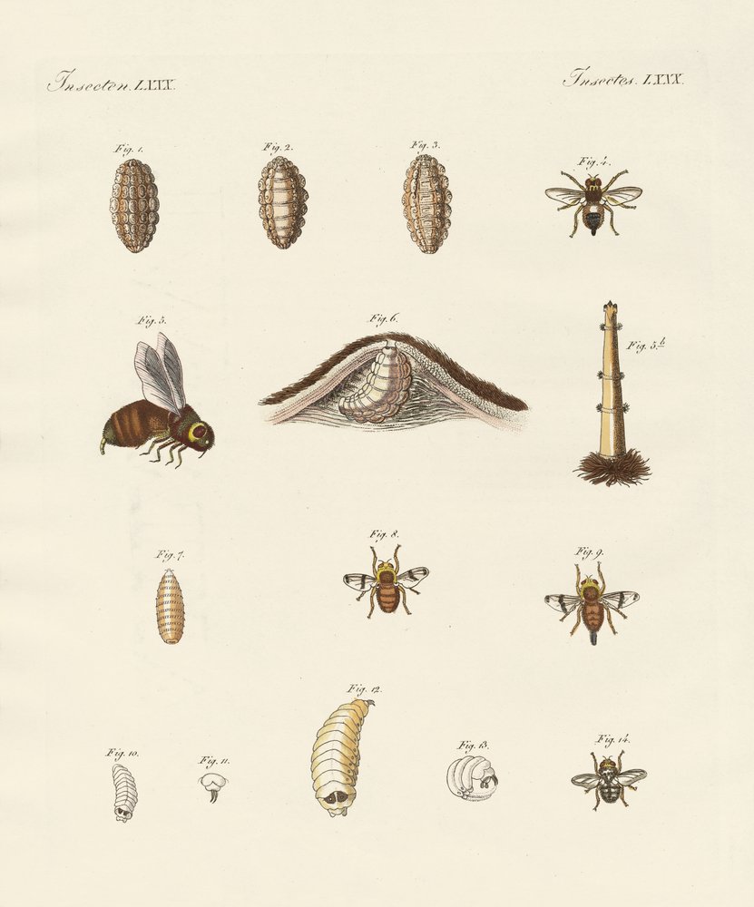 Horseflies with Their Larvas by German School