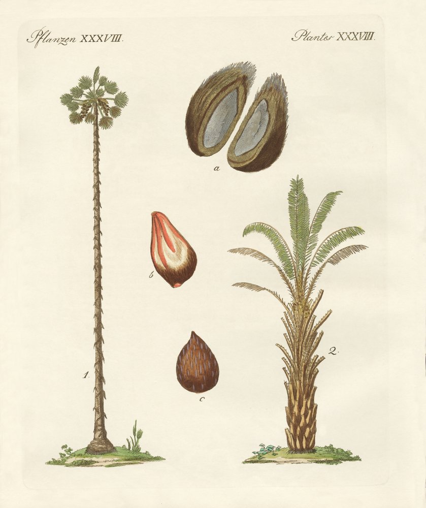 Kinds of Palms by German School: Premium art reproduction