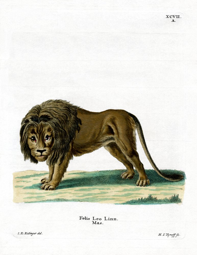Lion by German School: Highest-quality art reproduction