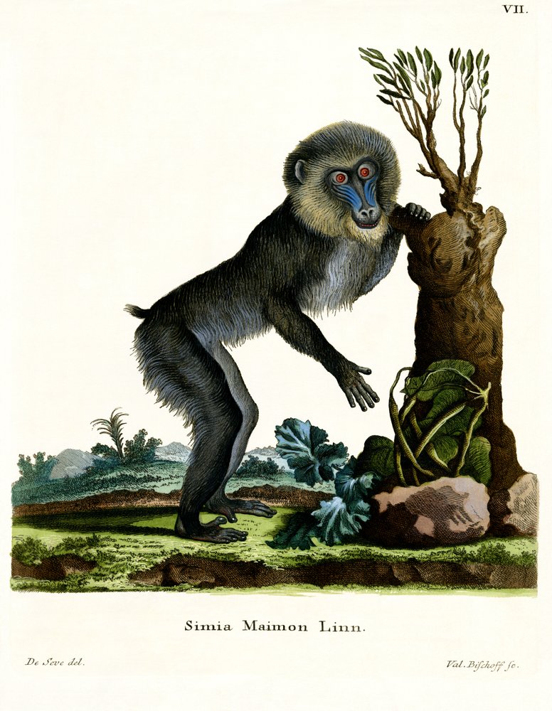 Mandrill by German School: Highest-quality art reproduction