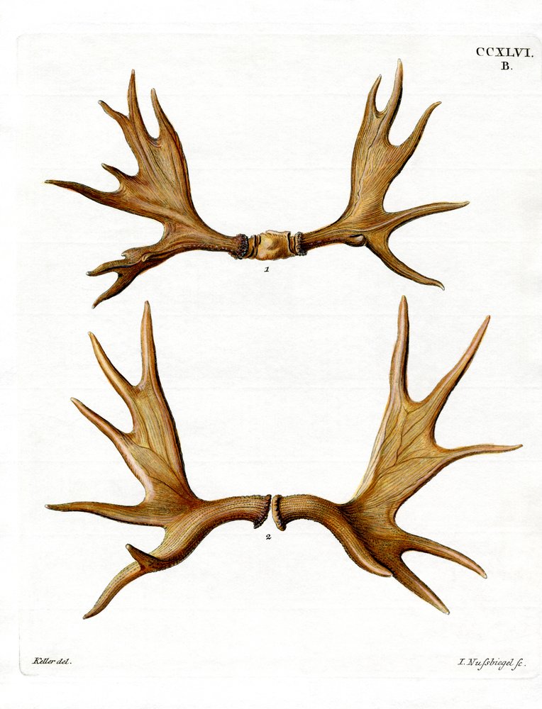 Moose Antlers by German School: Premium art reproduction