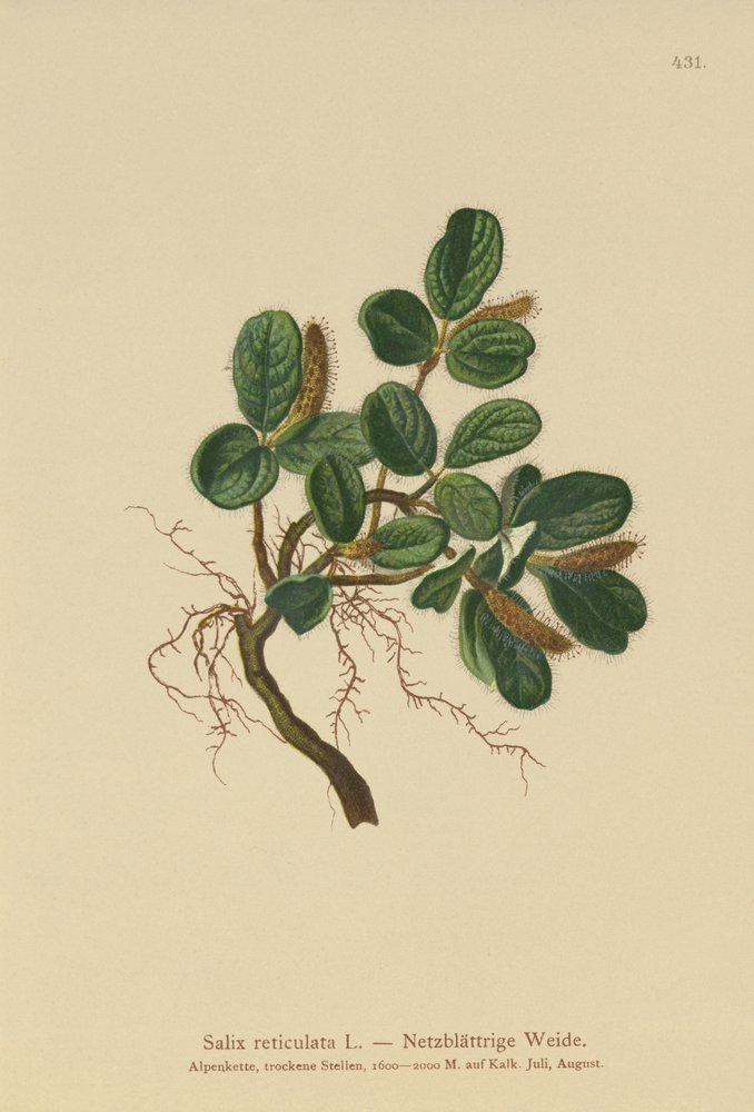 Net-leaved Willow by German School: Buy fine art print