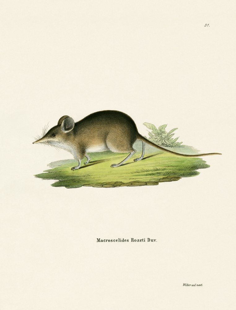 North African Elephant Shrew by German School