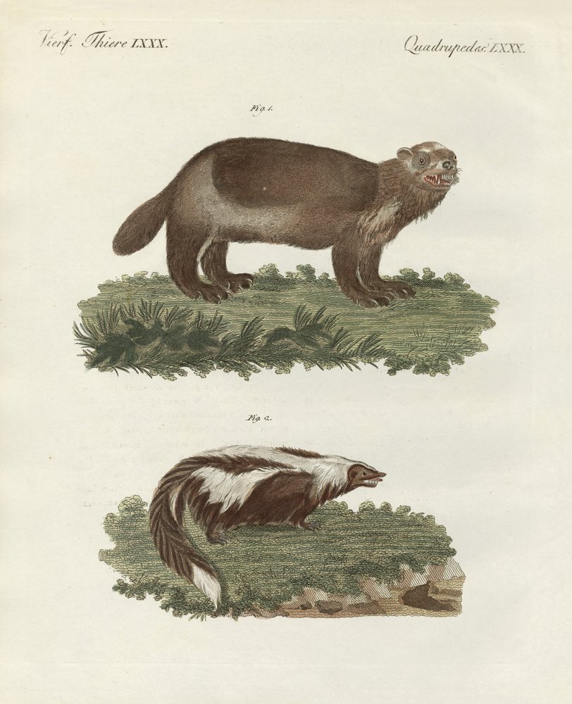 Rare four-footed animals by German School: Fine art print
