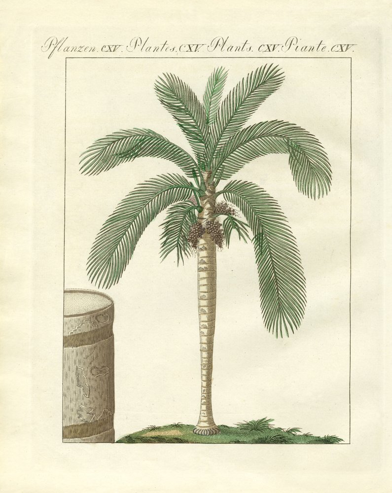 Rare trees (coloured engraving) by German School