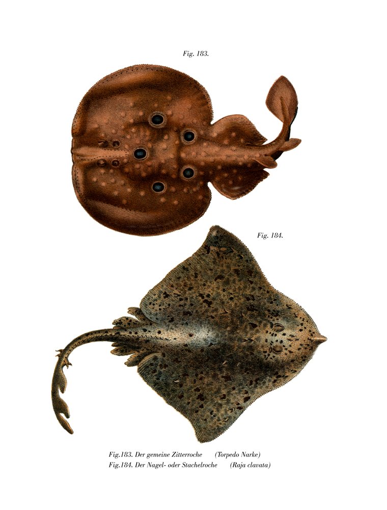 Torpedo Fish by German School: Buy fine art print