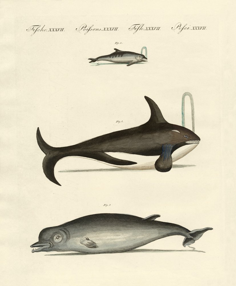 Whales and dolphins by German School: Buy fine art prints