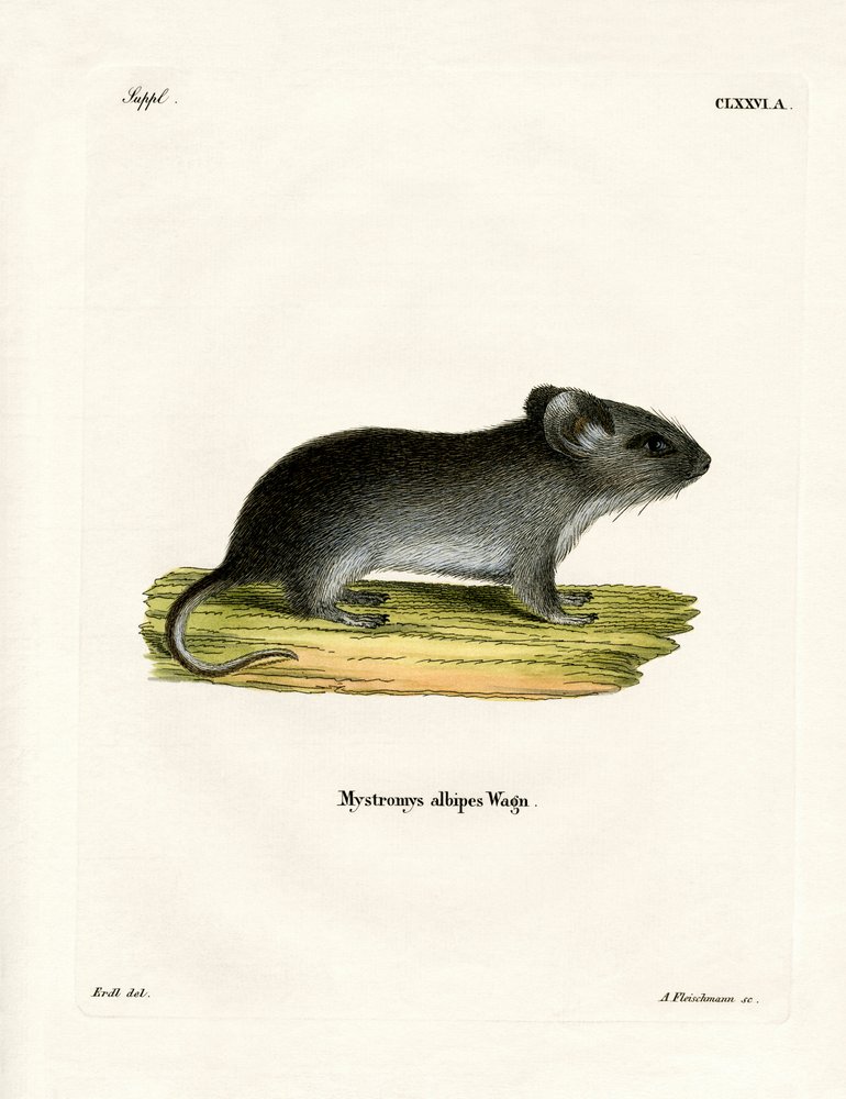 White-tailed Mouse by German School: Buy fine art print