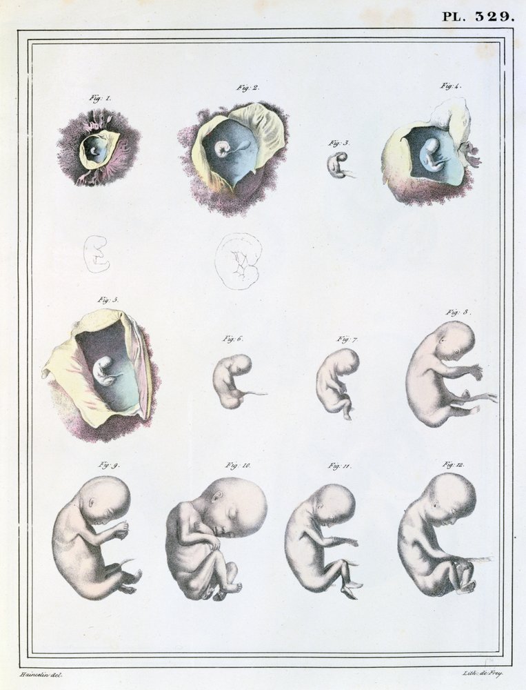 Diagram Showing the Stages of Embryonic Development, from 'Manuel d ...