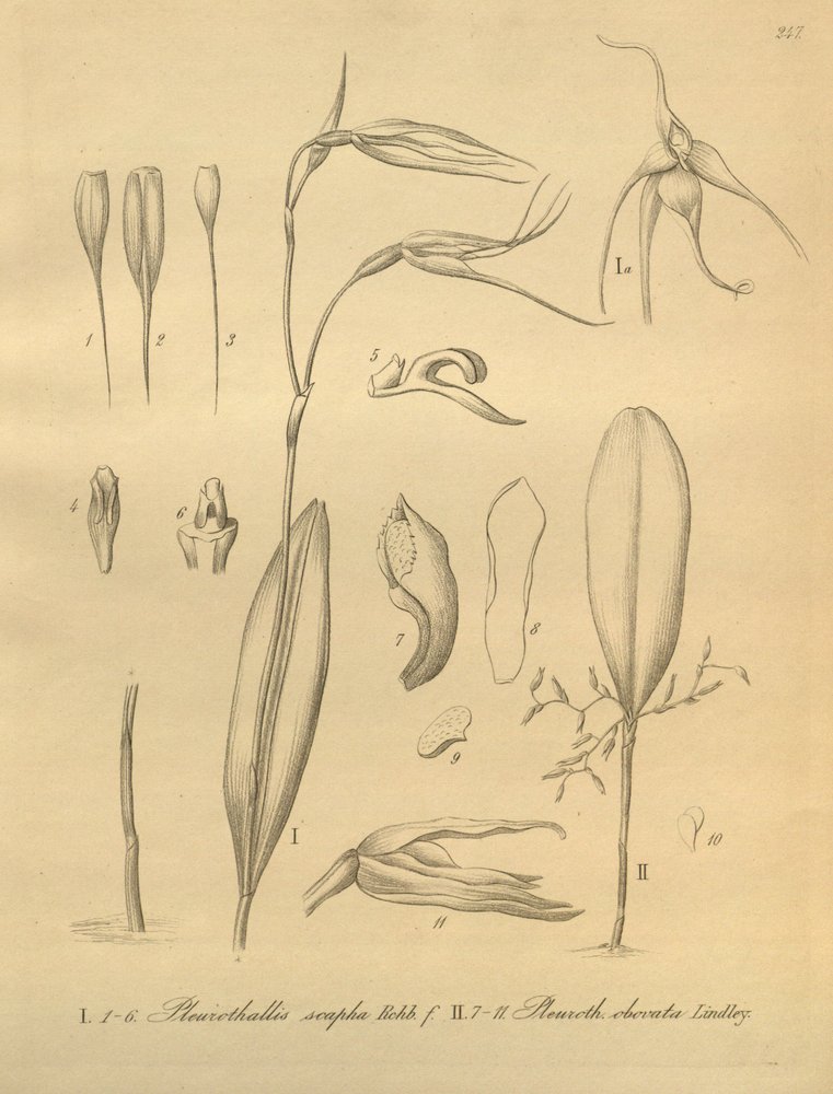 Illustration of Pleurothallis sirene