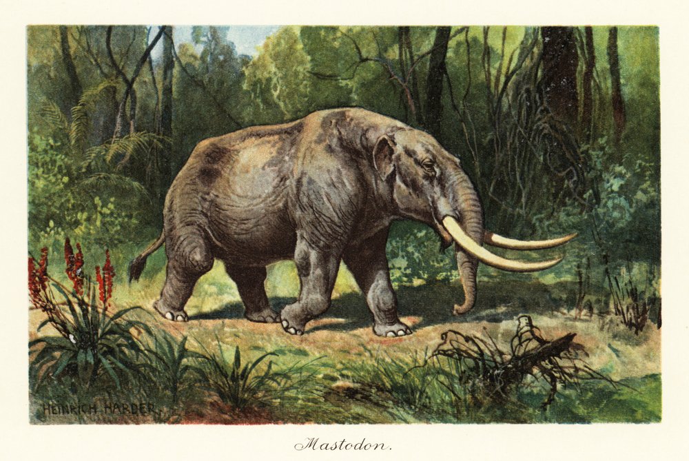 Mastodon of the extinct genus Mammuthus by Heinrich Harder