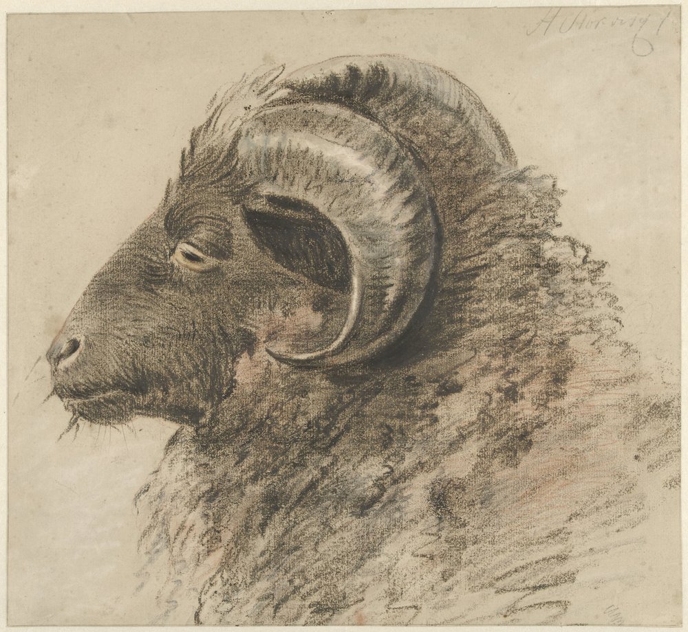 ram head profile