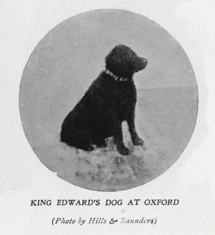 King Edward VII's dog at Oxford University