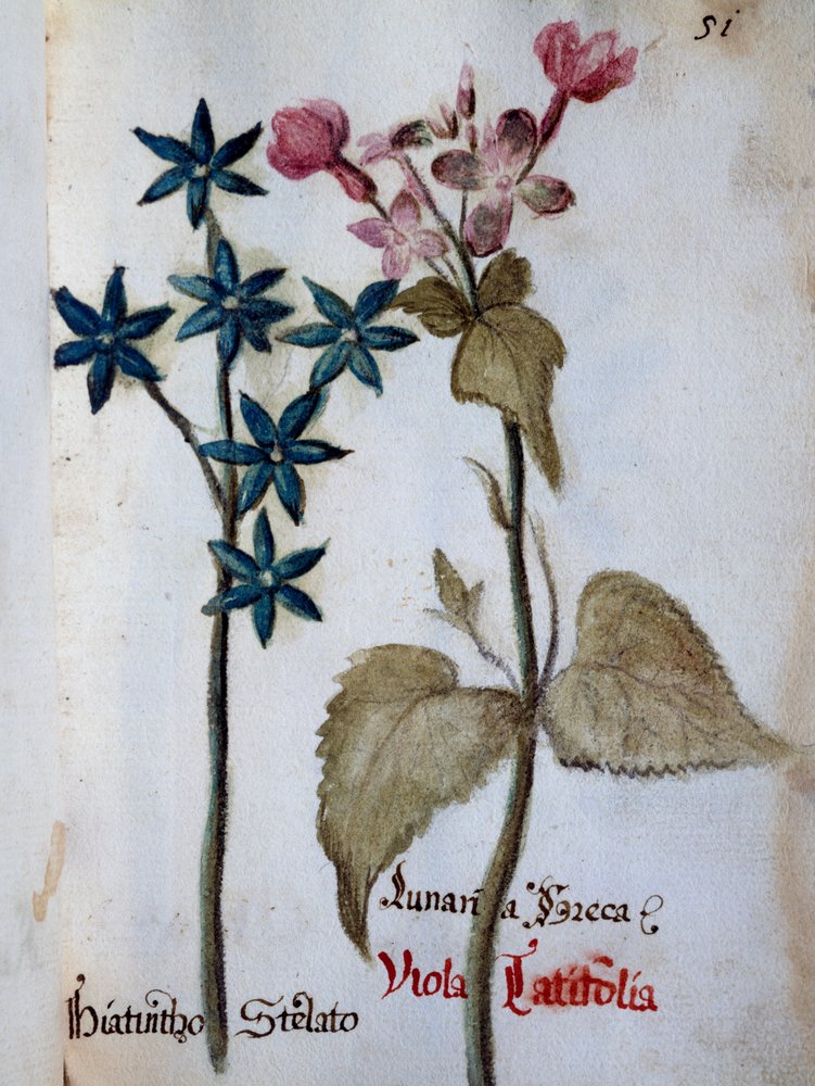 Starry Hyacinth and Viola Rubella var. Latifolia from 'Delineation of Flowers of Villa Vendramin'