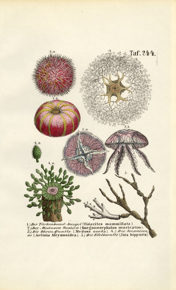 Marine Invertebrates and Cnidarians by J. W. Tenhaeff