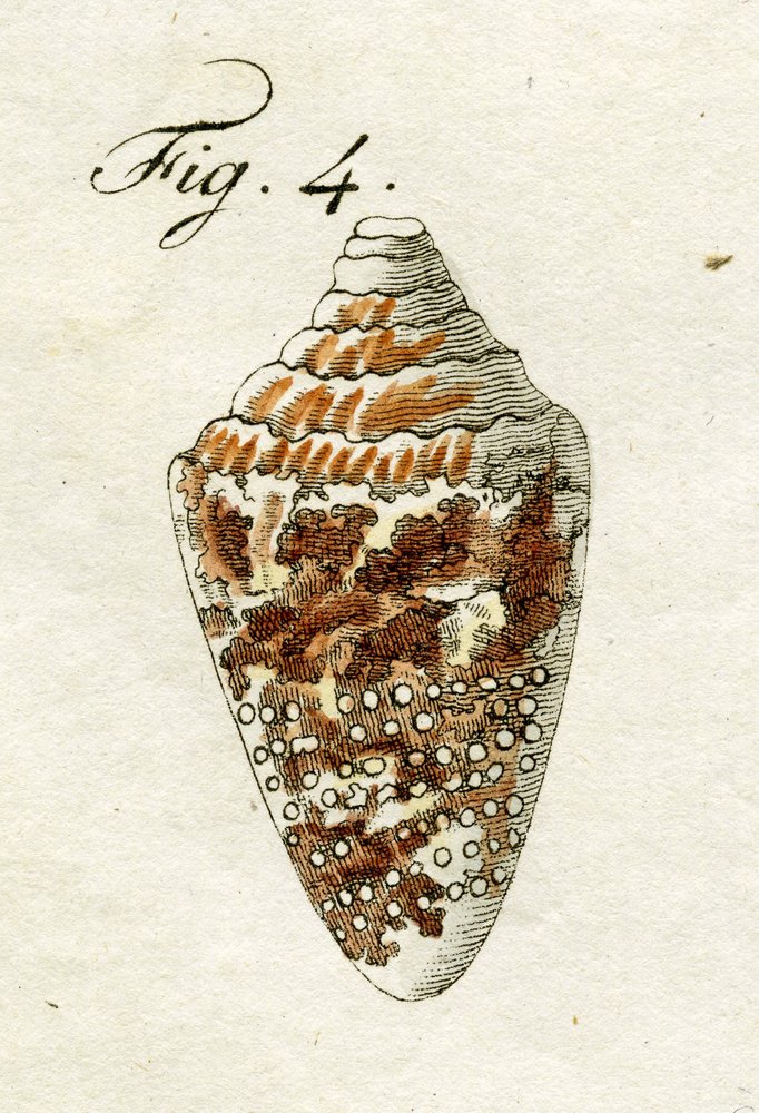 Illustration of Conus Ammiralis by Jacob Xavier Schmuzer