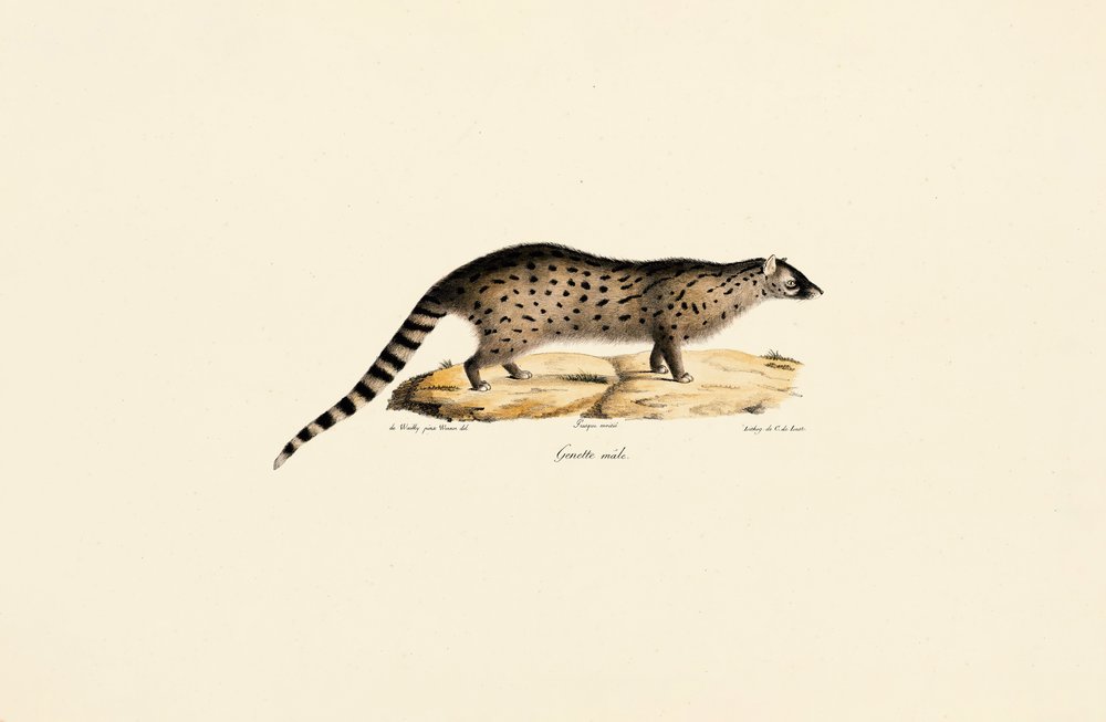 African Genet by Jacques Christophe Werner: Fine art print