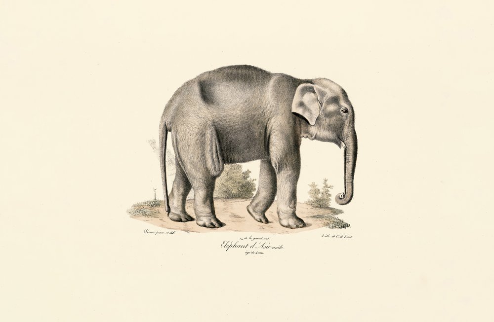 Asian Elephant by Jacques Christophe Werner