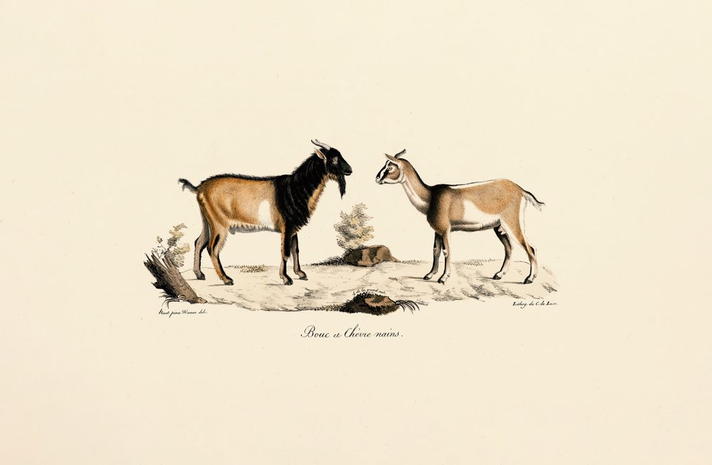 Dwarf Buck and Dwarf Goat by Jacques Christophe Werner