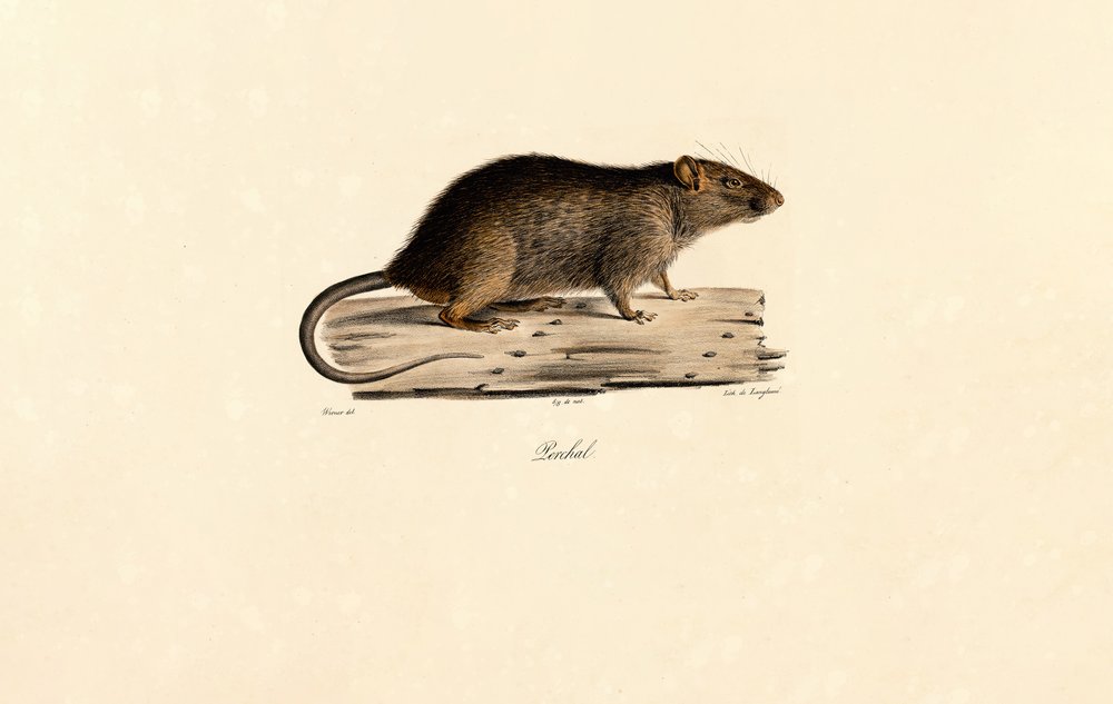 Pacific Rat by Jacques Christophe Werner: Fine art print