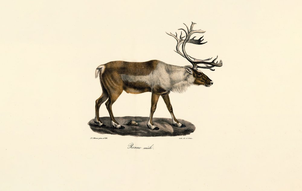 Reindeer (Male) by Jacques Christophe Werner: Fine art print