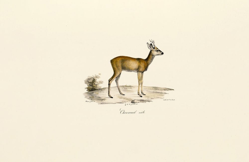 Roe Deer Buck by Jacques Christophe Werner: Fine art print
