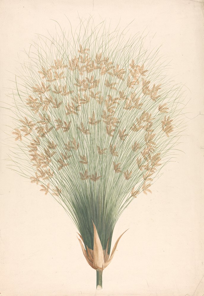 Cyperus Papyrus L. (Papyrus Sedge): Finished Drawing of Inflorescence