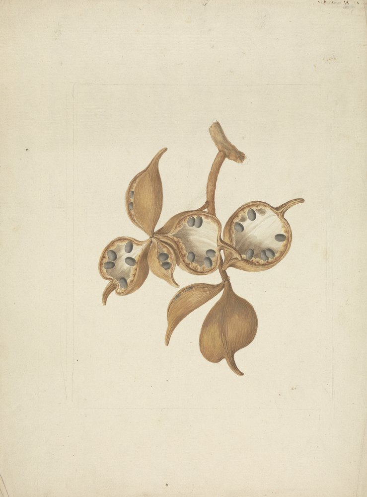 Sterculia africana (Lour.) Fiori: Finished Drawing of Stem with Seed ...