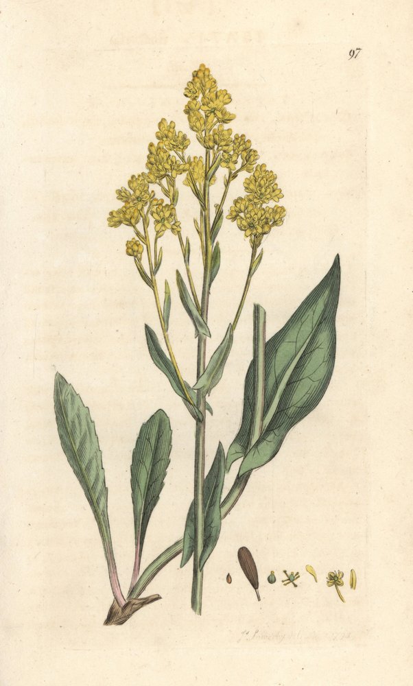 isatis tinctoria woad