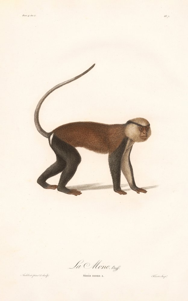 Mona Monkey by Jean Baptiste Audebert: Buy fine art print