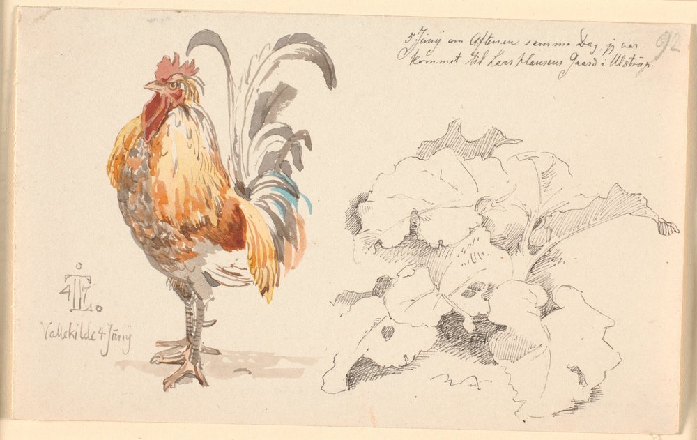 Study Sheet with a Rooster and a Dock Leaf