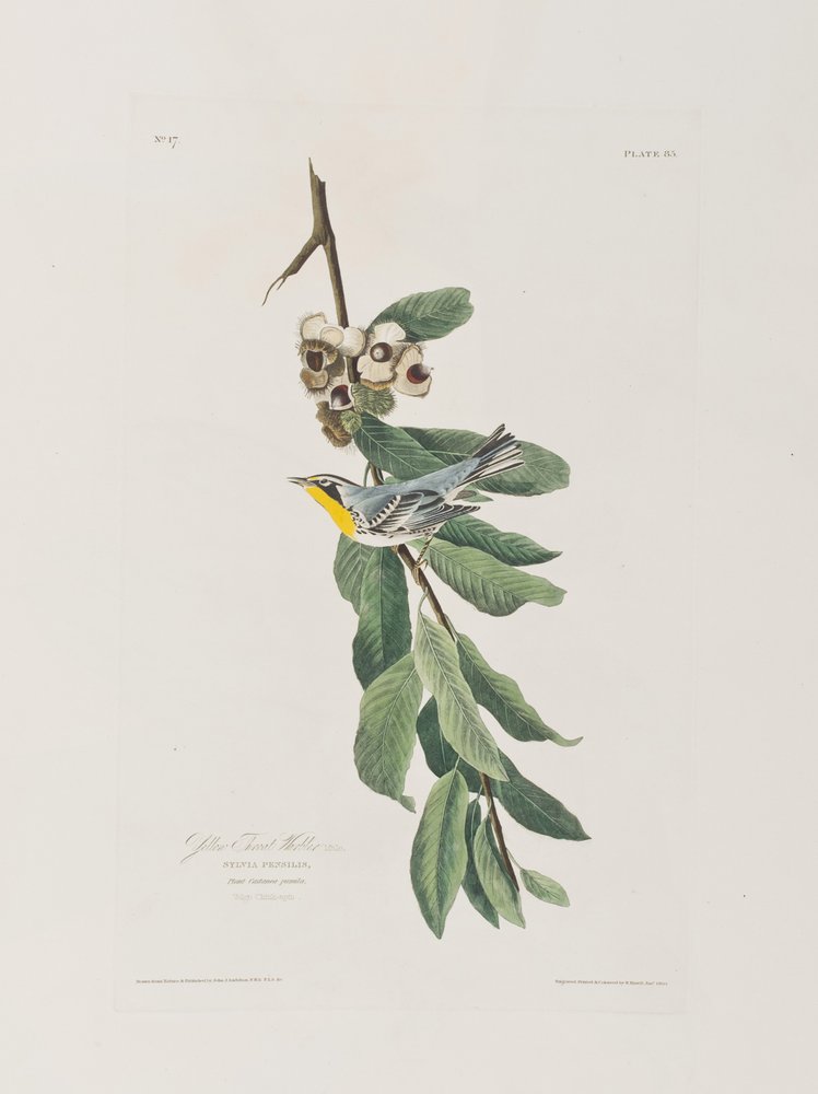 Illustration from 'Birds of America' by John James Audubon