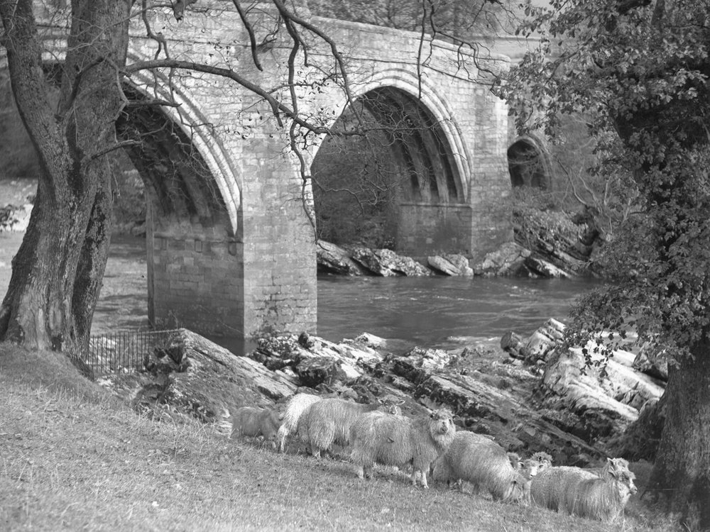 A flock of sheep gathered near Devil's Bridge