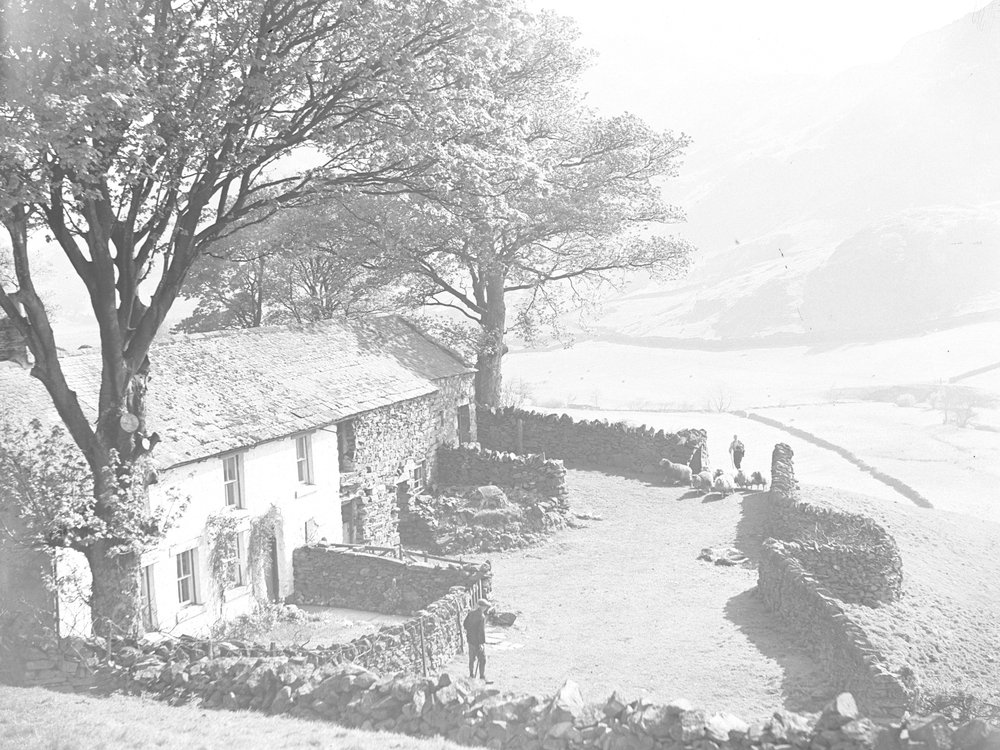 Farmer with lamb under arm and dog driving sheep through gate into ...